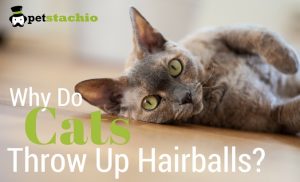 Why Do Cats Throw Up Hairballs? - Petstachio - Answering Pet Questions